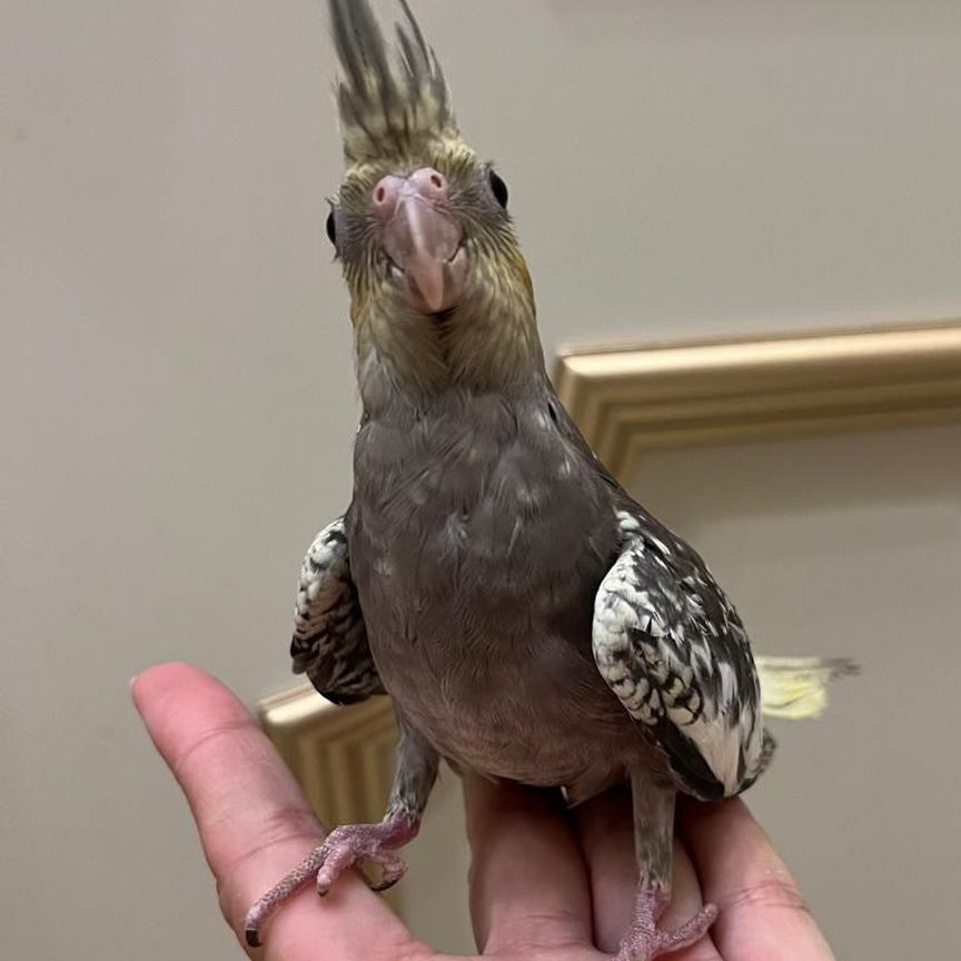 Попугай карела