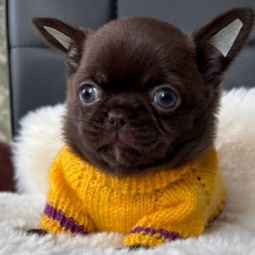 Шоколадное чудо чихуахуа