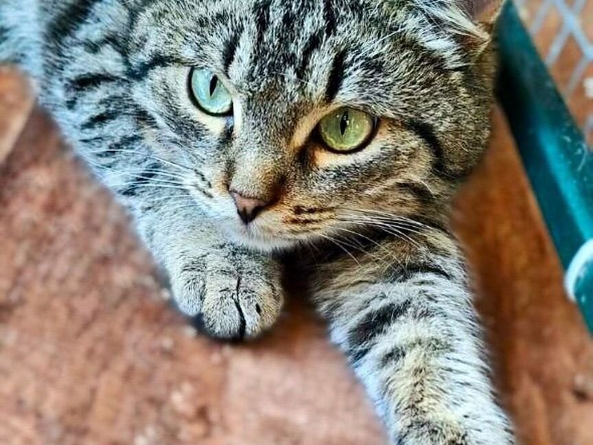 Кот Мотя в добрые надежные руки