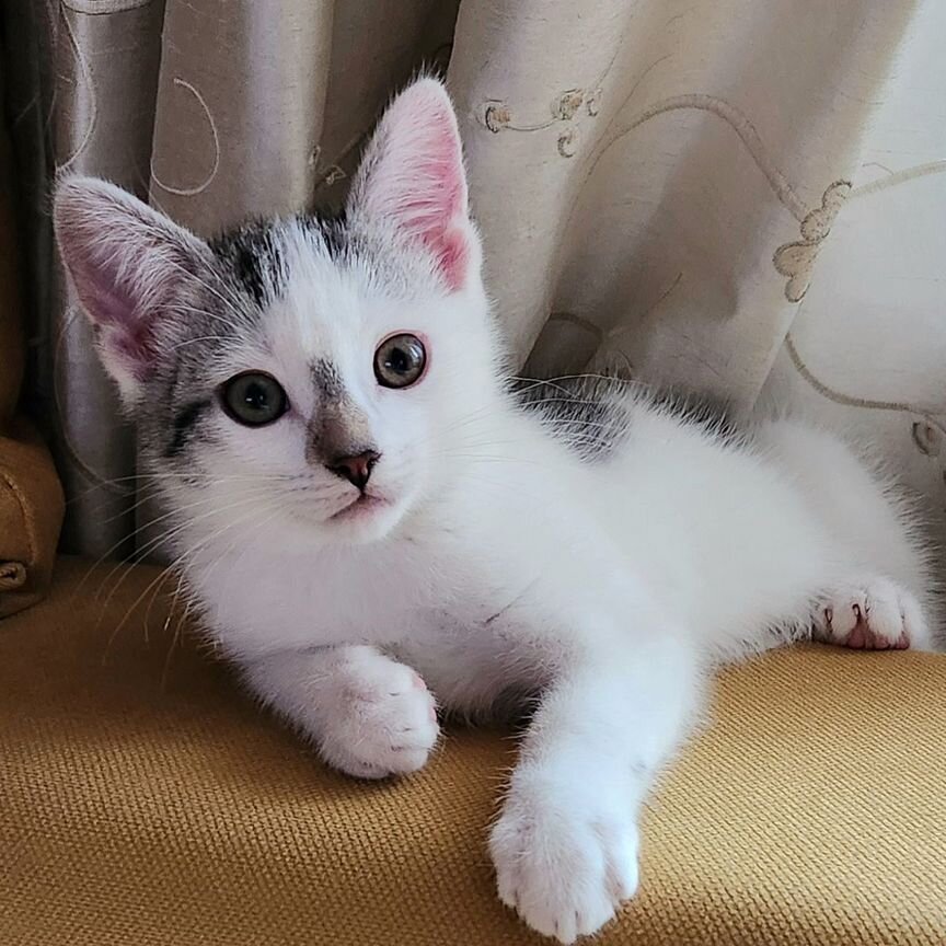 Милый котёнок