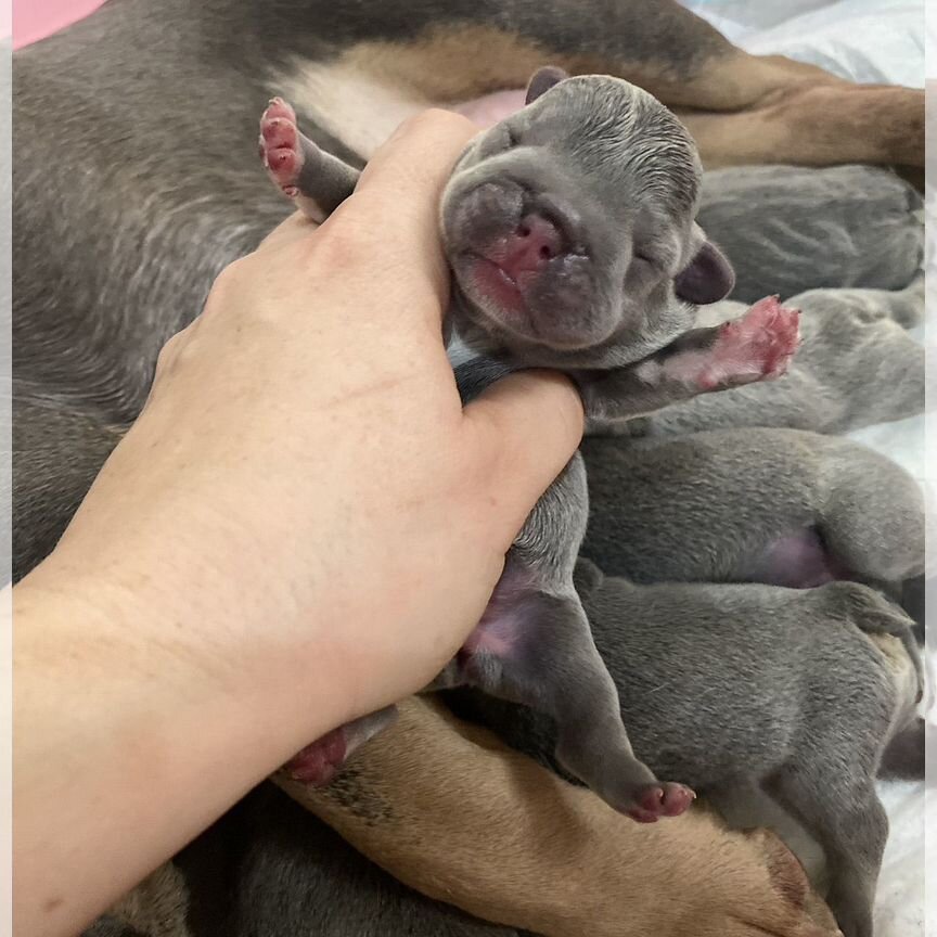 Французский бульдог, щенок