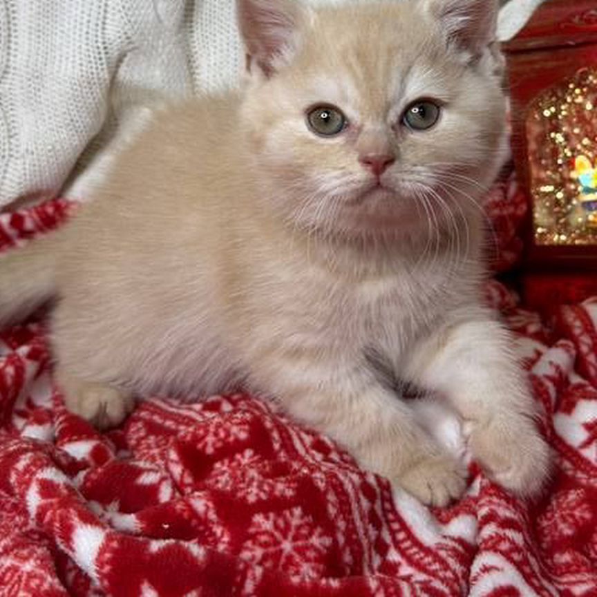 Британский короткошёрстный котёнок