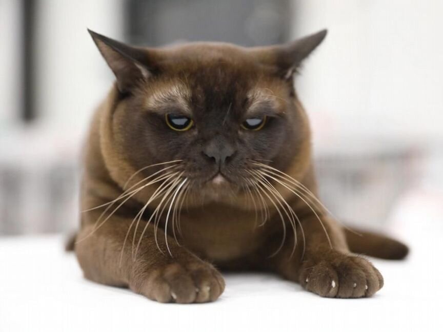 Бурманская кошка