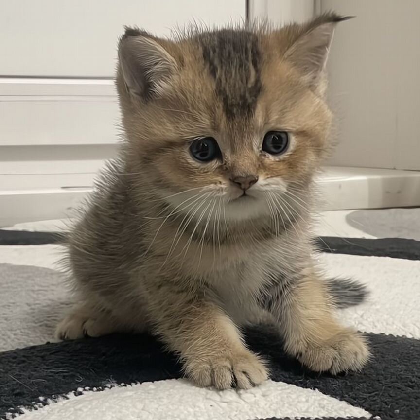 Британский короткошёрстный котёнок