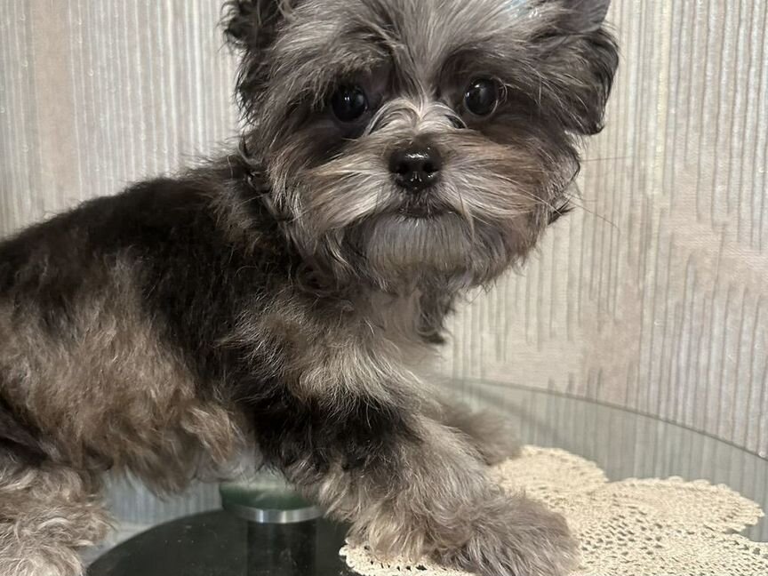 Щенок цветной йорк мальчик