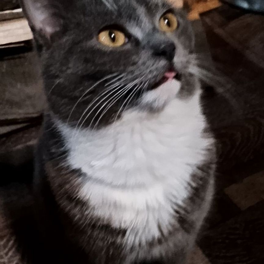 Заберите Дымку по прозвищу «Кангал»от меня