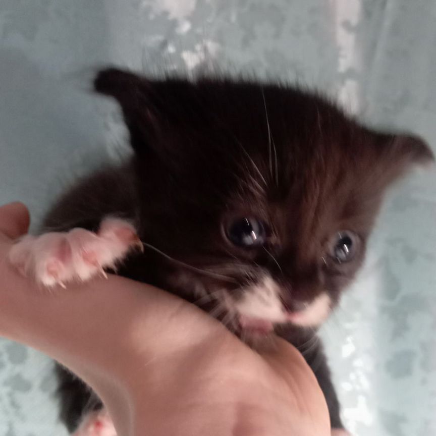 Тайский котёнок