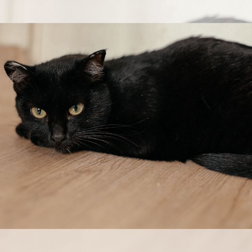 Кошка Буся ищет дом