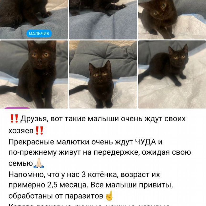 Котятки