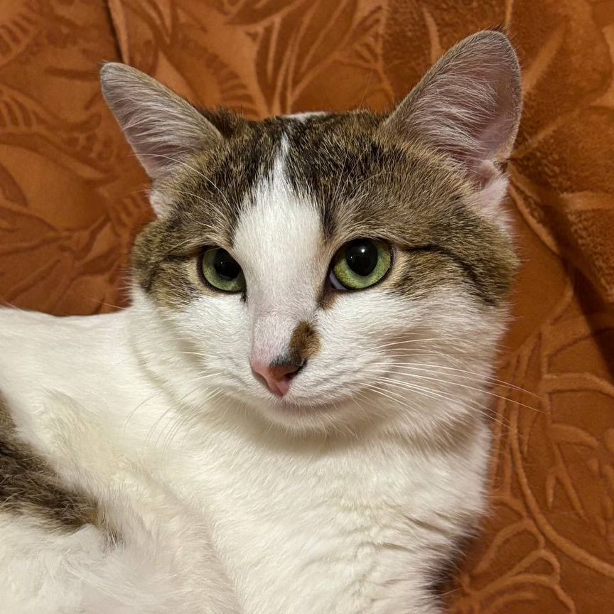 Котенок Мартин