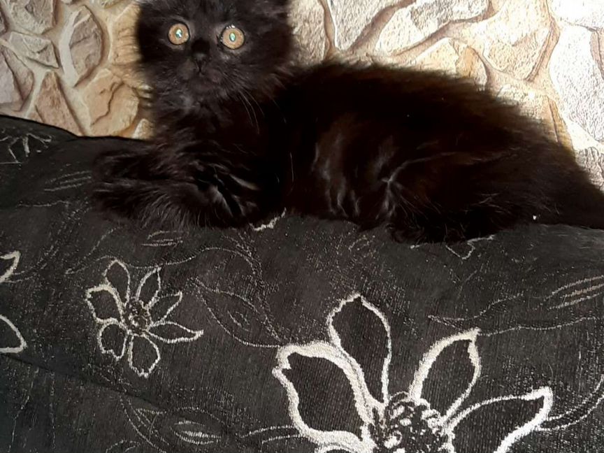 Вислоухая кошечка