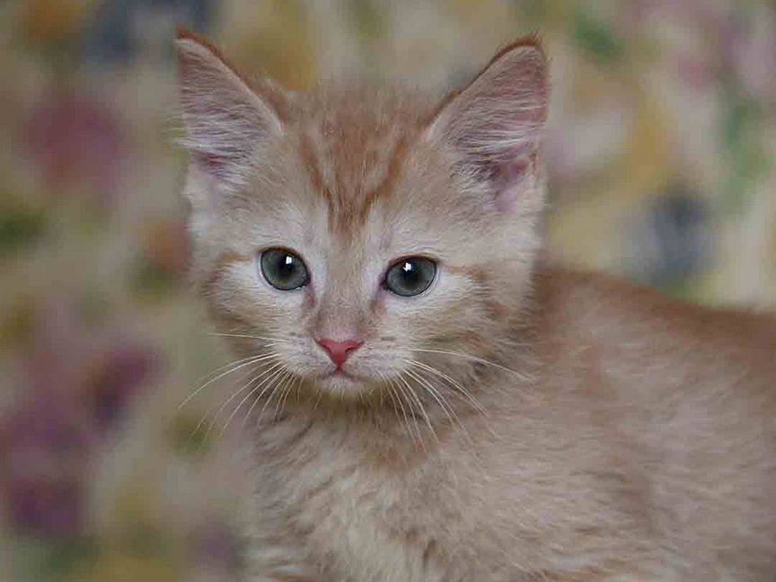 Котята 1,5 месяца