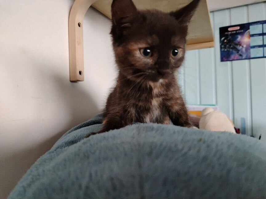 Кошка