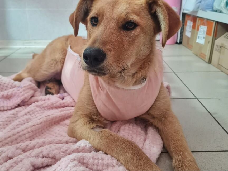 Собака в добрые руки