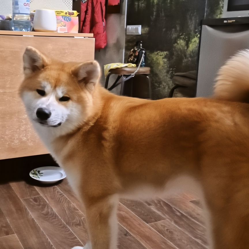 Акита-ину, щенок