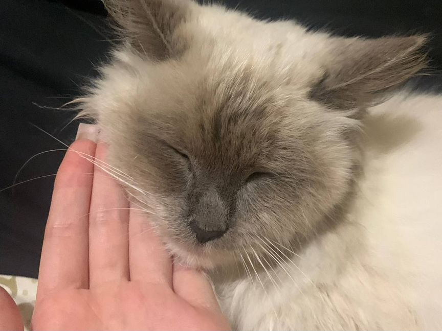 Тайская кошка