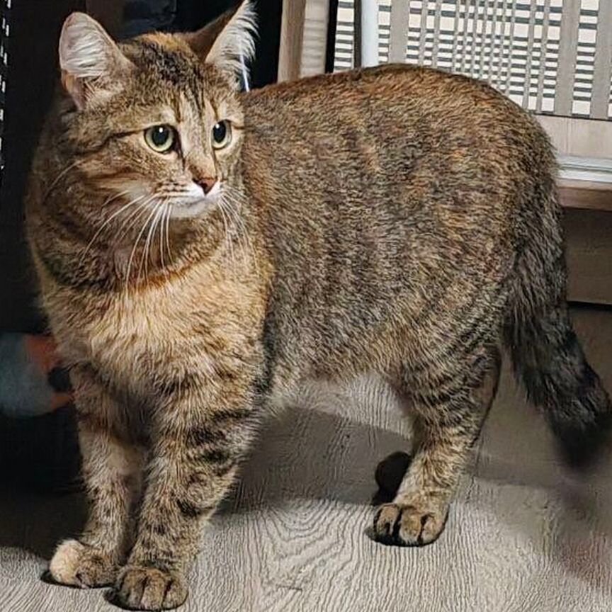 Взрослая, кошка в добрые руки