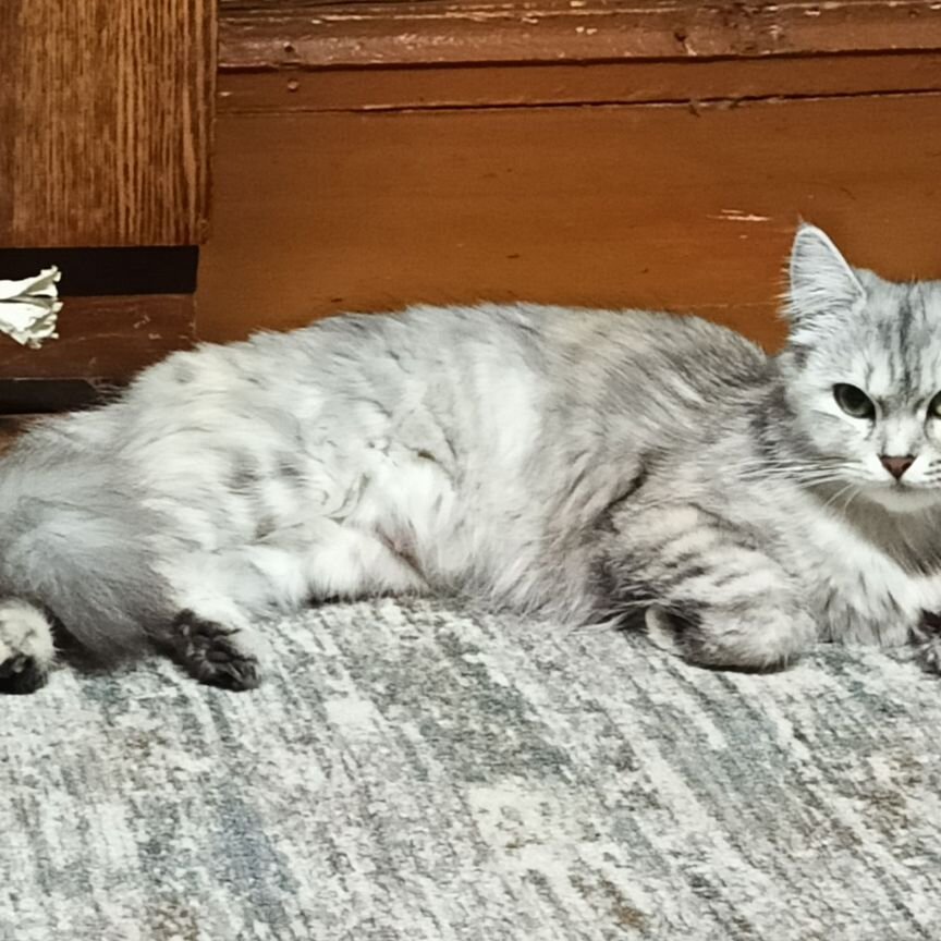 Отдам двух котиков