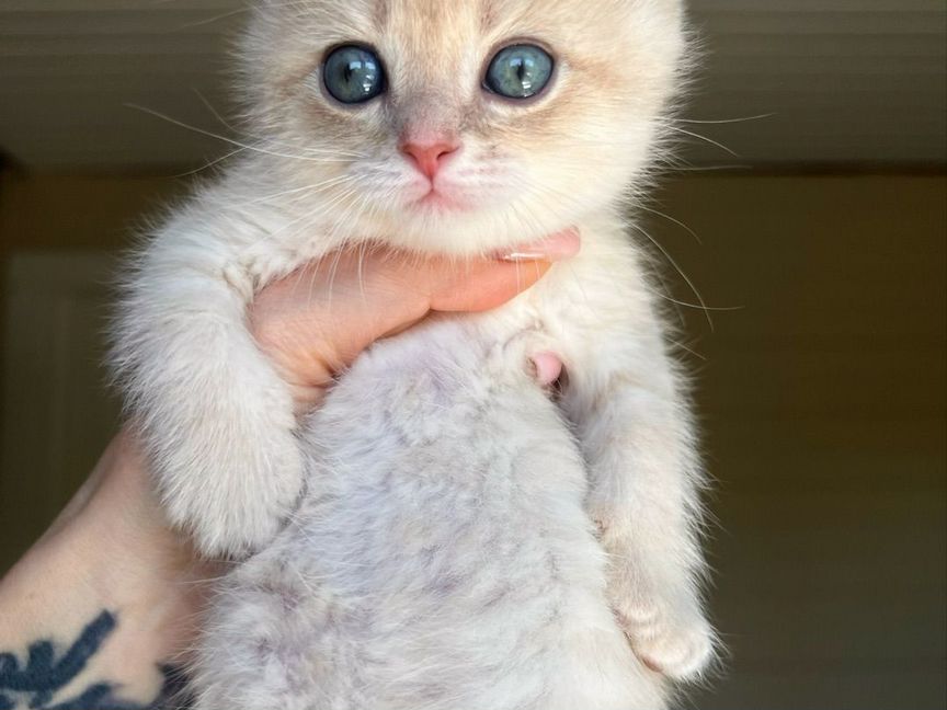 Британские золотые котята