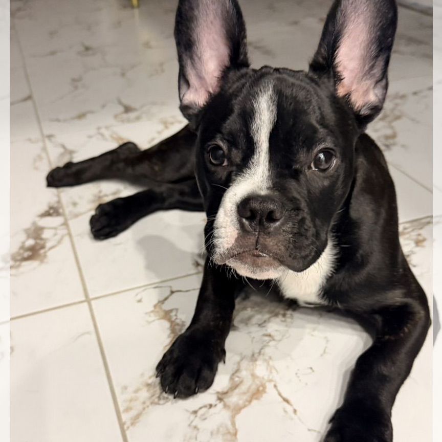 Французский бульдог, щенок