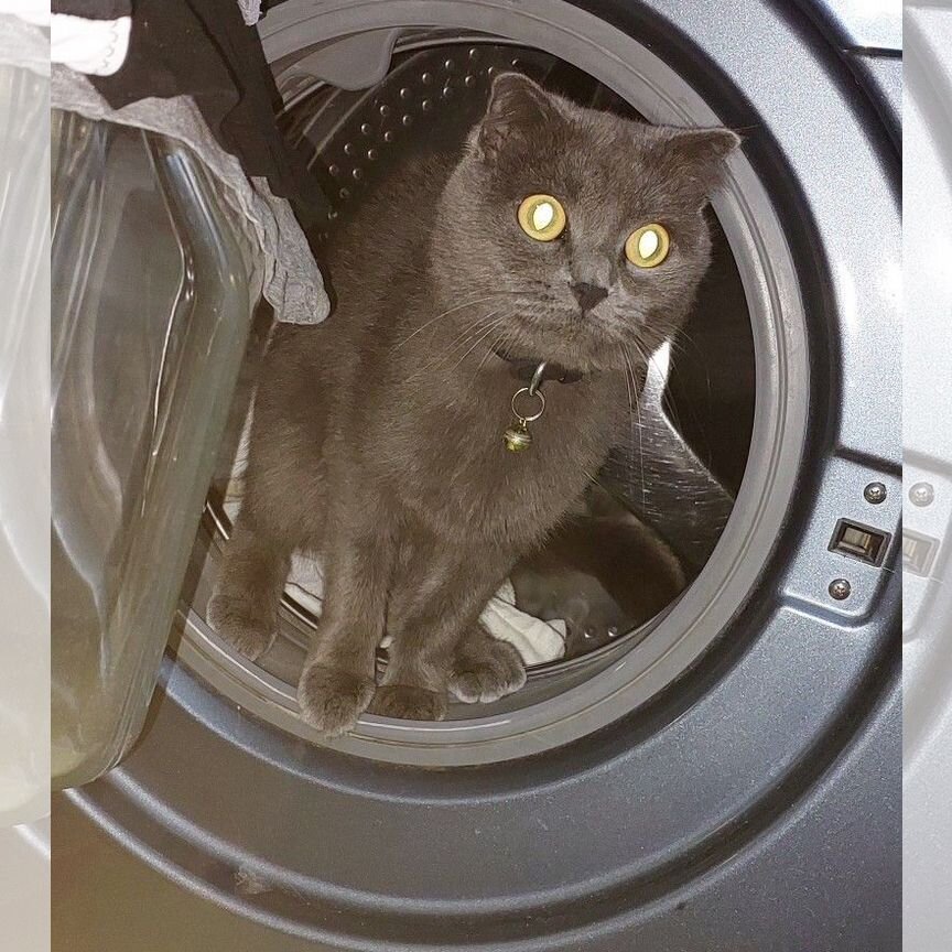Шотландская вислоухая кошечка