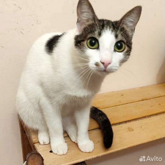 Нежная Бэль метис ориентала