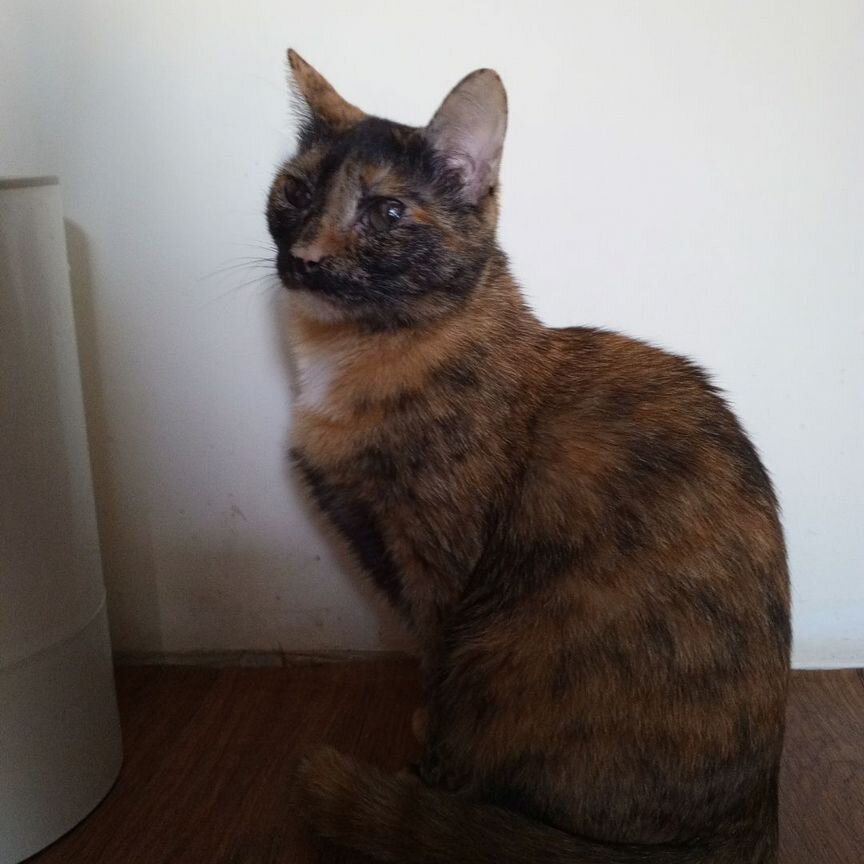 Кошечка с хрустальными глазами