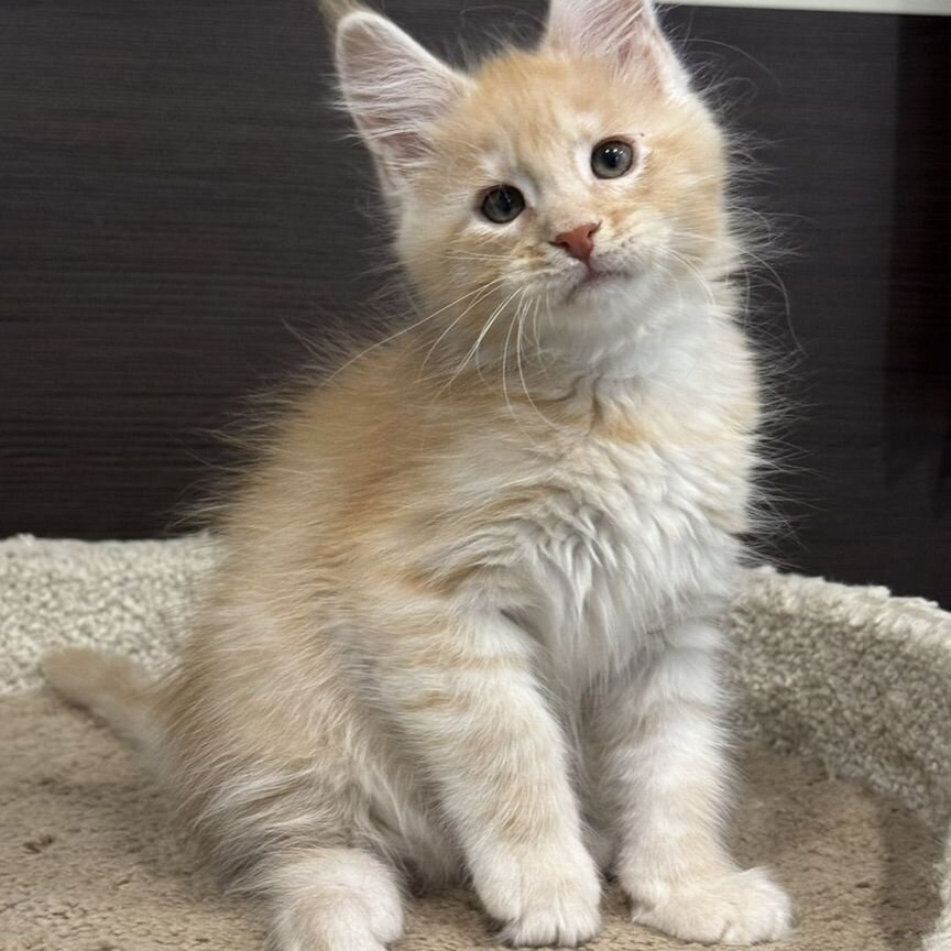 Мейн-кун крупный котенок