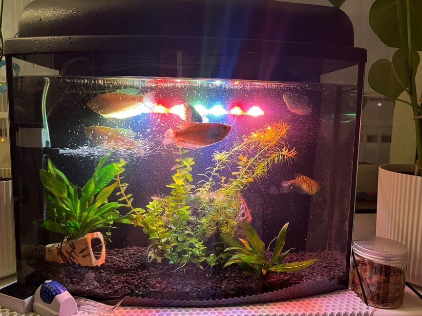 Аквариум 30 литров