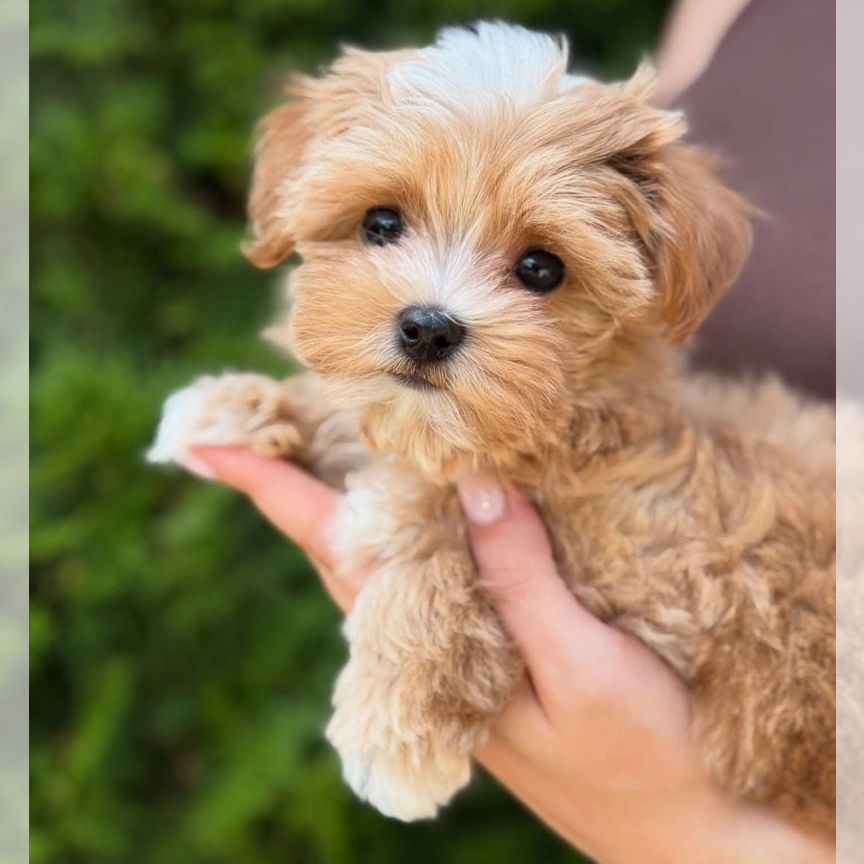 Мальтипу, щенок