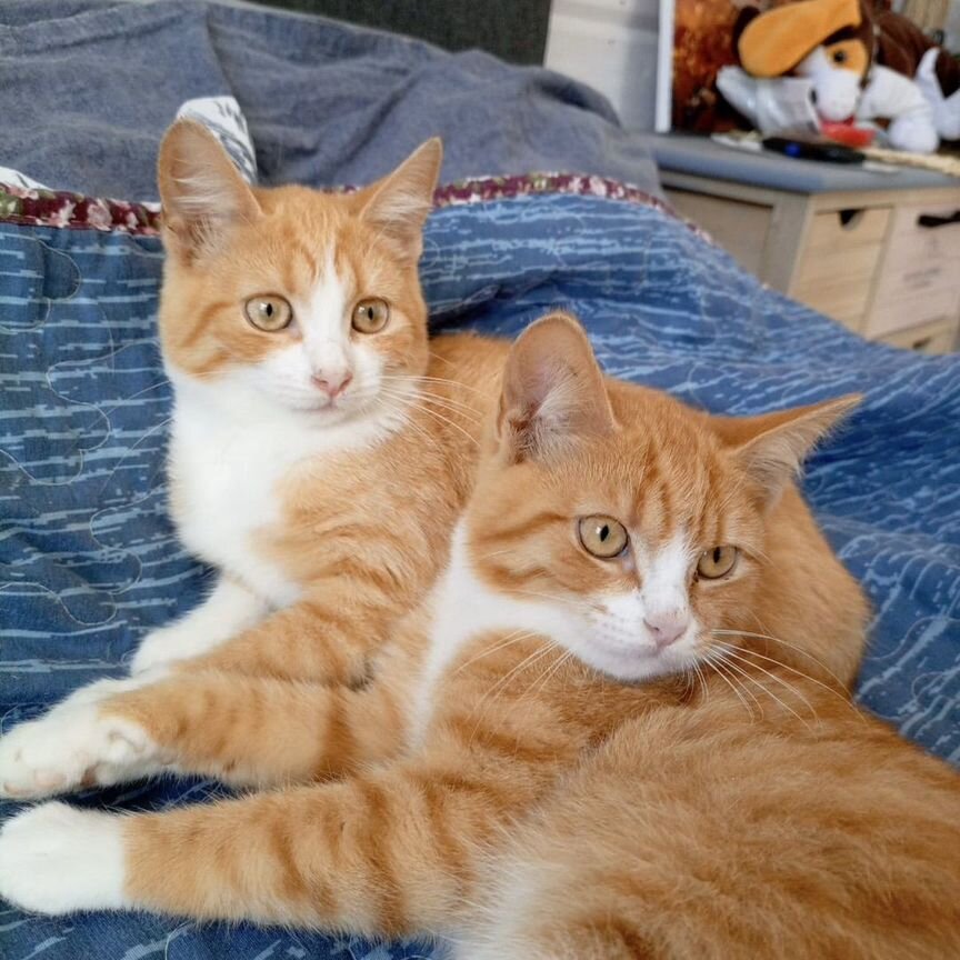 Рыжие котята девочки, в поиске дома