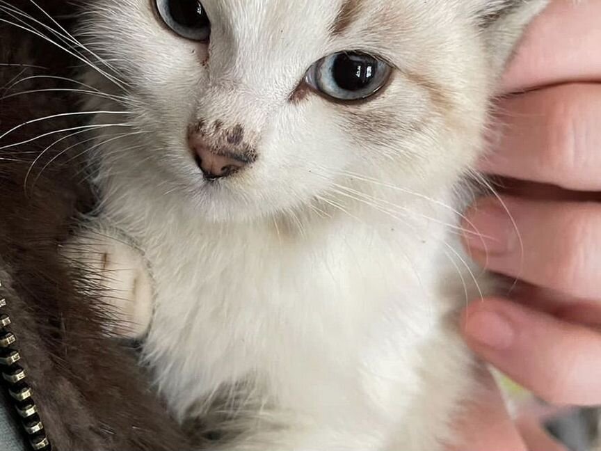 Котята в хорошие руки