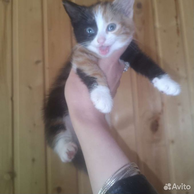 Домашние котятки ищут мам-пап