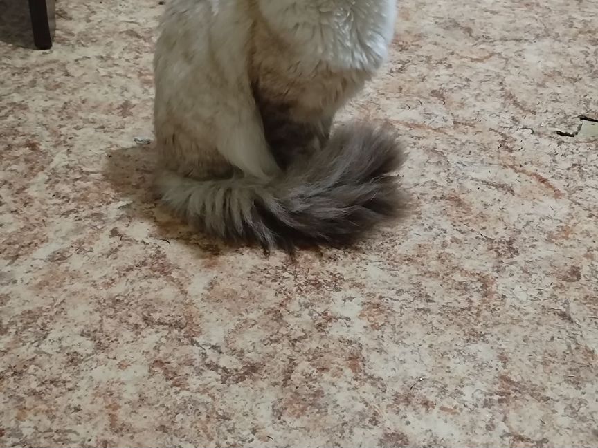 Отдам кота в добрые руки