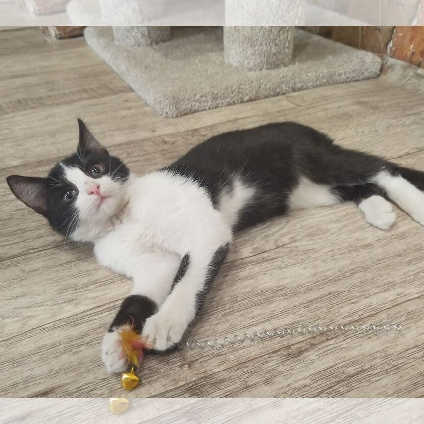 Мэнкс котёнок