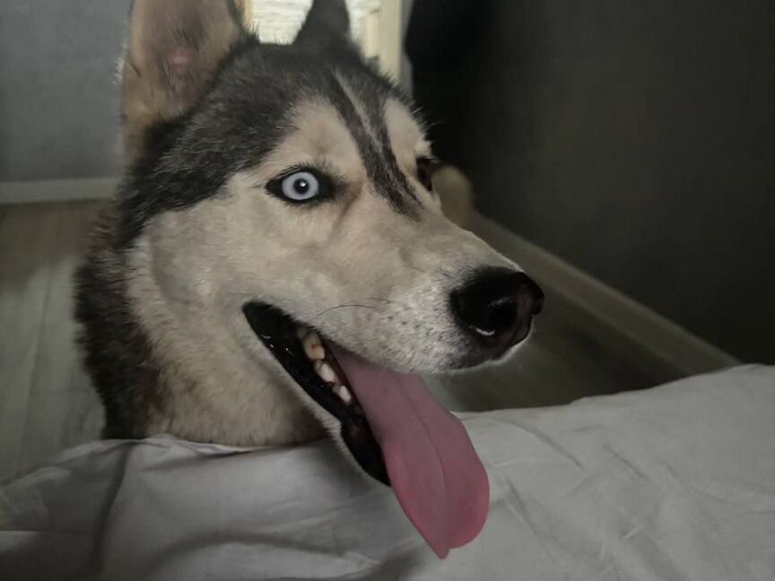 Нашли собаку самара