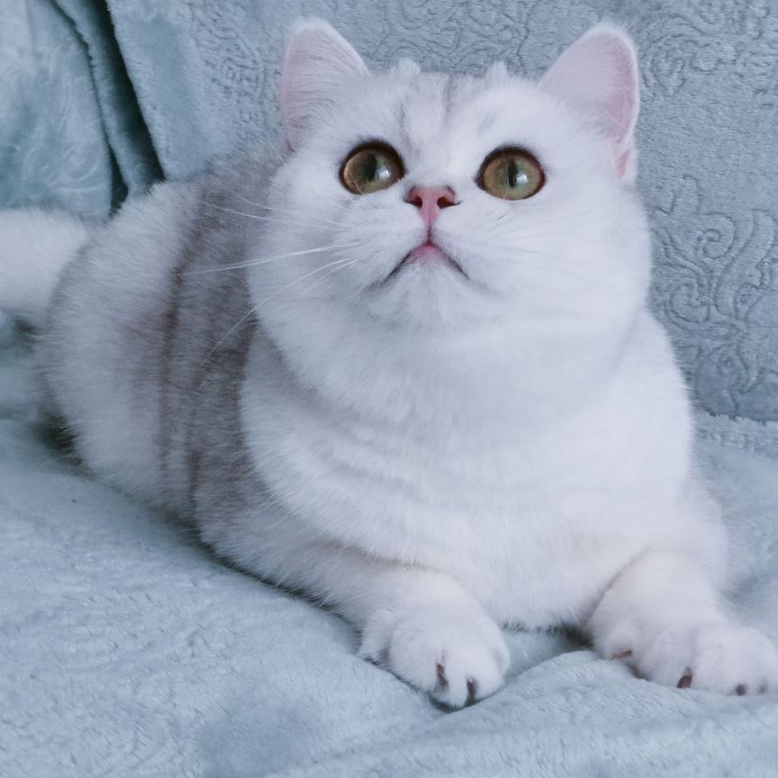 Очаровательная британская девочка