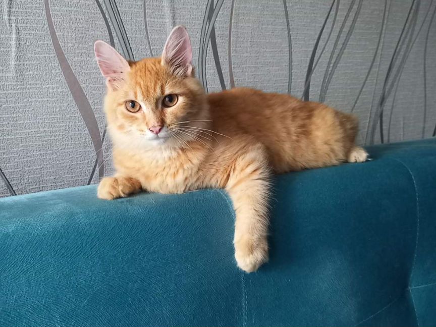 Молоденький котик