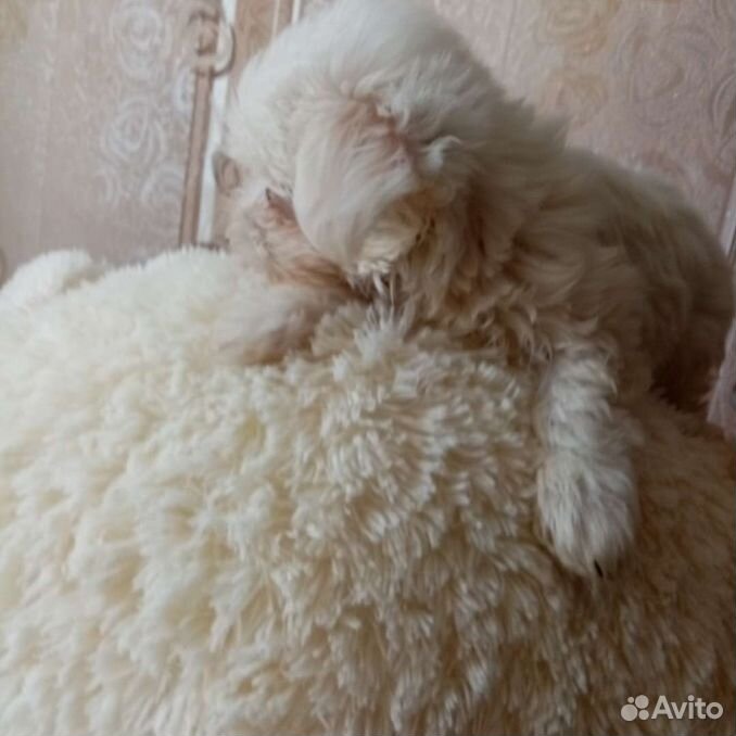 Беленькие комочки
