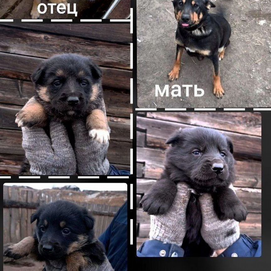 Щенки немецкой овчарки