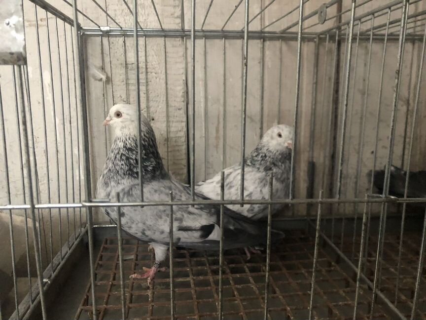 Голуби свердловские