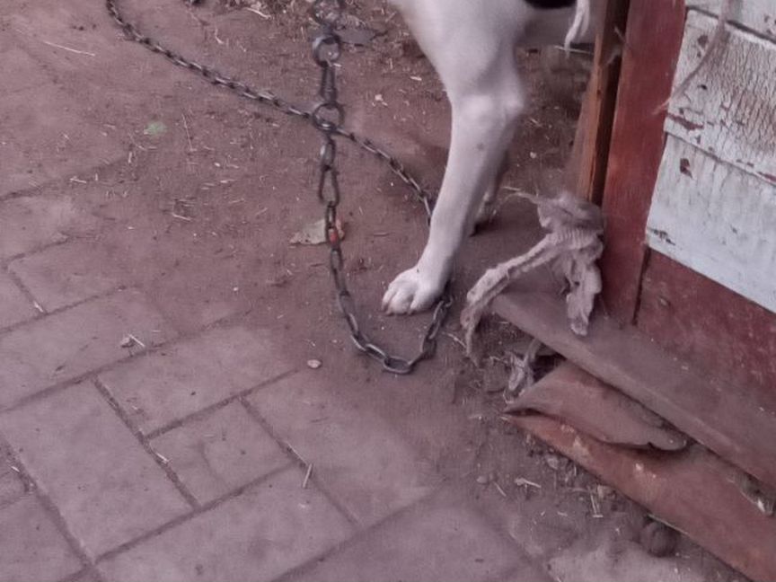 Охотничья собака в добрые руки