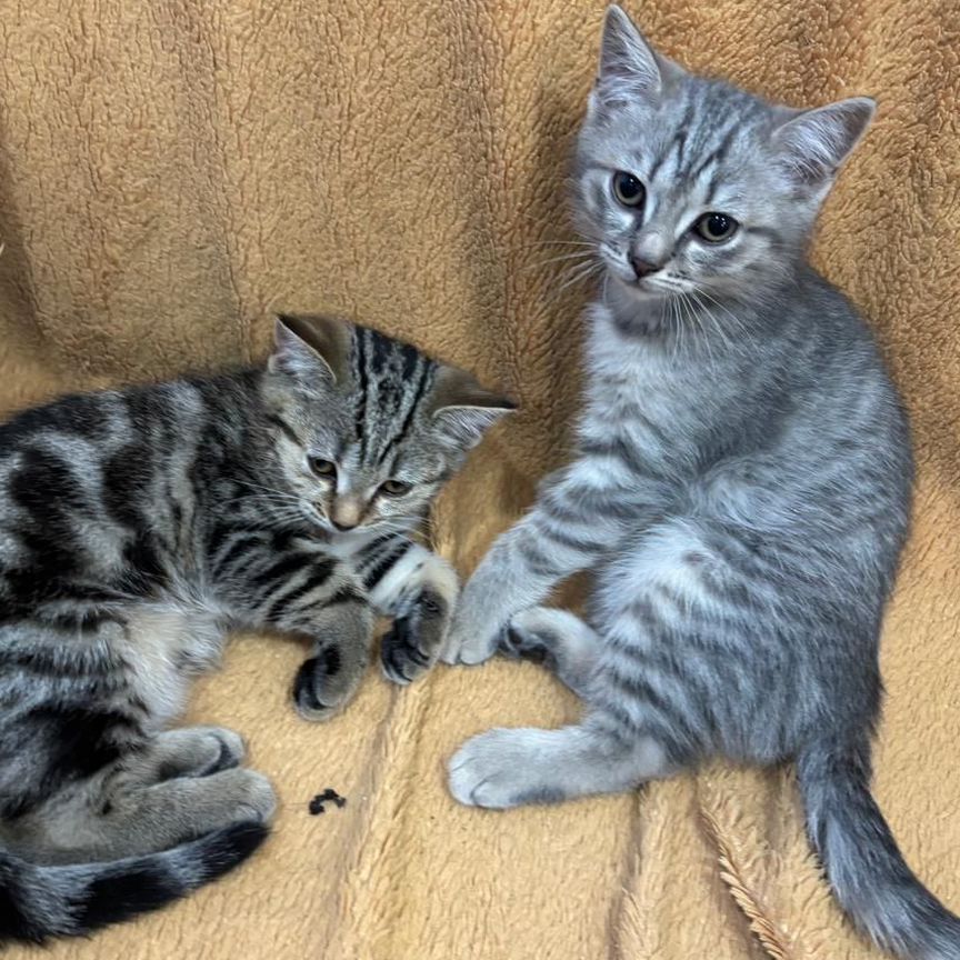 Шотландские прямоухие котята