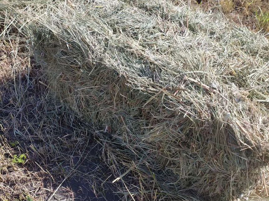 Сено в тюках 2023