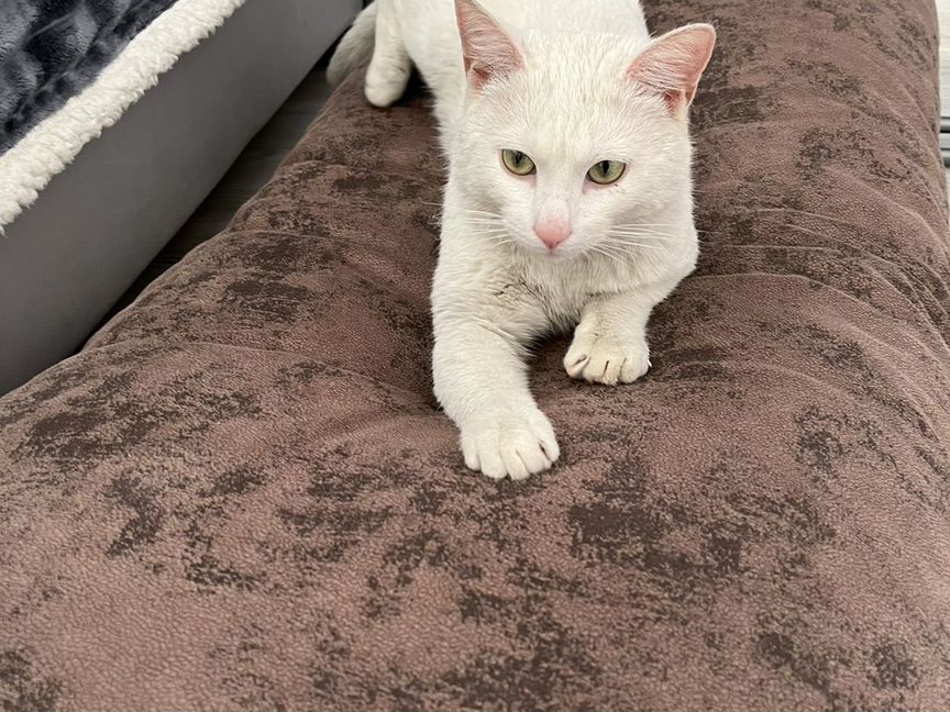 Котик Снежок