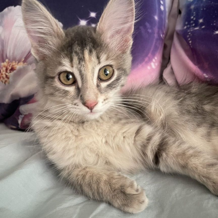 Котенок