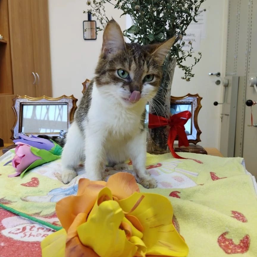 Котята