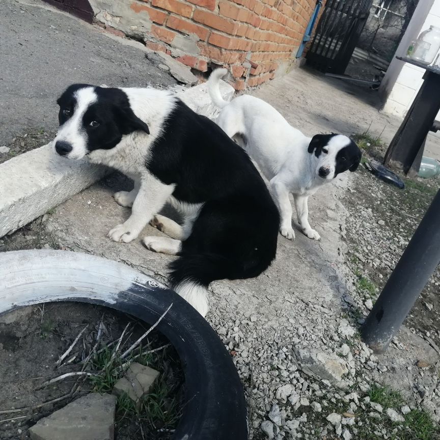 Собака в добрые руки отдам бесплатно