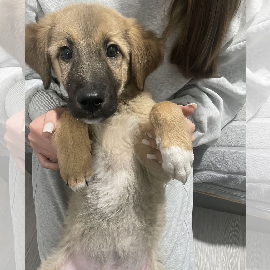 Щенок в добрые руки