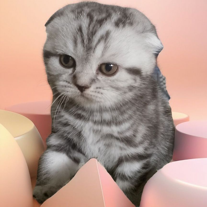 Шотландские вислоухие котята